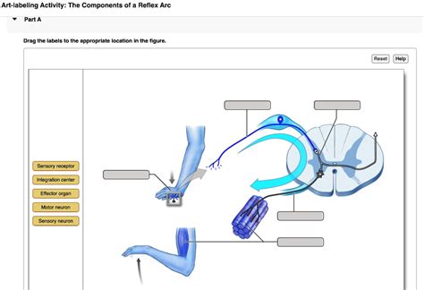 Image result for Components of Reflex Arc