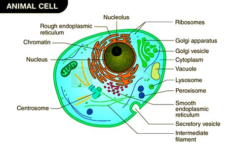 Image result for Animal Cell Structure and Function