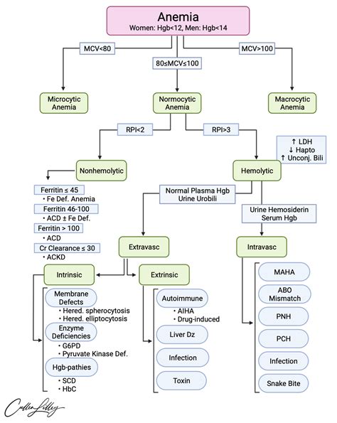 Image result for Algorithm for Anemia Work Up