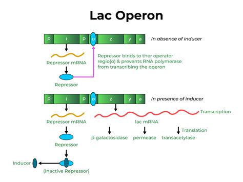 Image result for Operon System