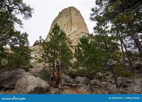 Image result for Is Devils Tower a Tree