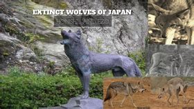 Extinct Japanese Wolves at emaze Presentation