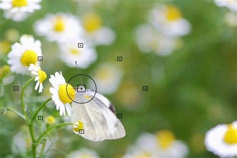 Image result for Focal Point Photography Examples