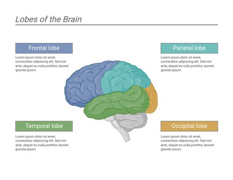 Human Brain Lobes | BioRender Science Templates
