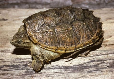 Image result for Common Snapping Turtle Life Cycle