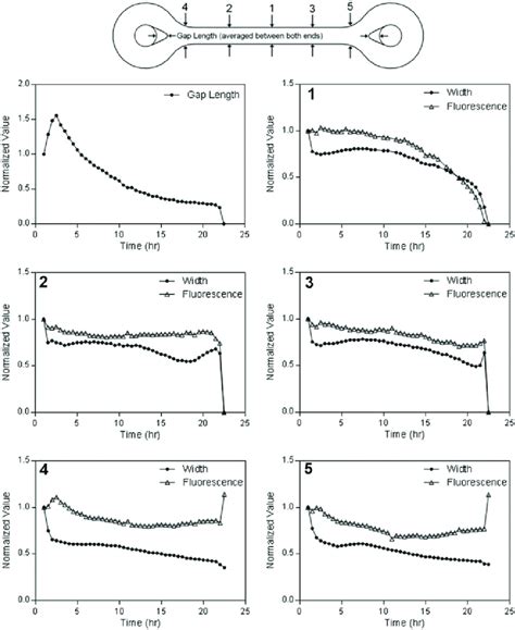Image result for Example of Morphological Change