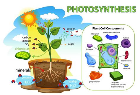 Understanding the Process of Photosynthesis in Plant Cells: A ...