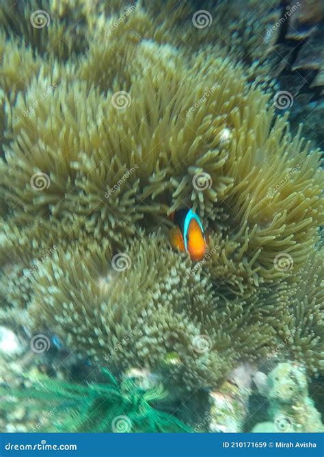 Image result for Finding Nemo Scared Fish