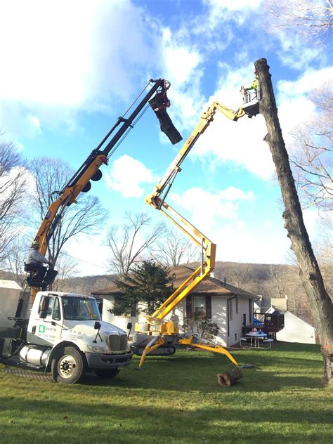 Image result for Tree Lift