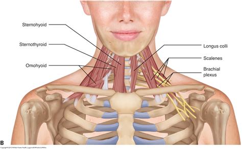 Image result for Neck Muscles Front View