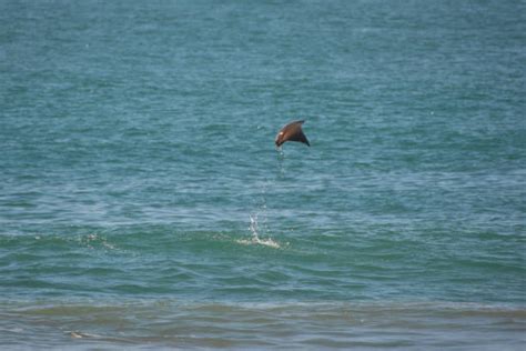 Image result for Manta Ray Jumping Over Bridge