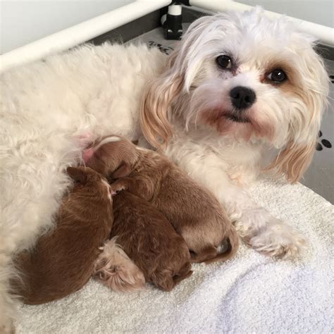 Image result for Cavapoochon Puppy