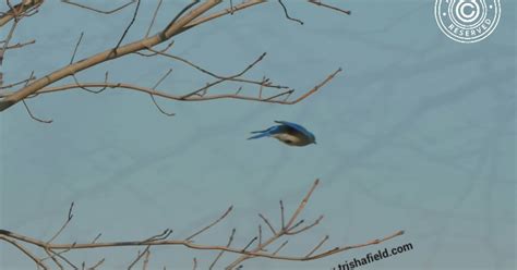 Back40 -bringing back the old ways: Hello sweet Blue Bird