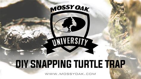 Image result for How to Build a Turtle Trap