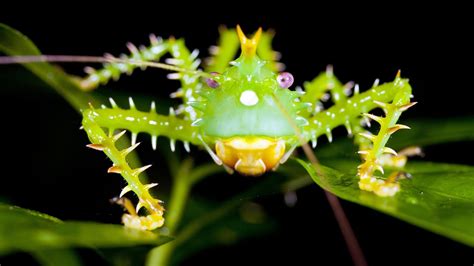 Incredible Insects | National Geographic Kids