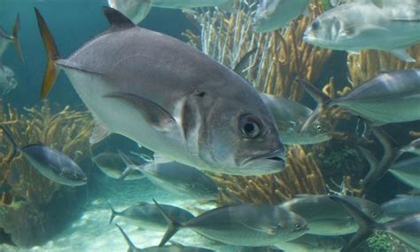 Image result for Blue Runner Recipes