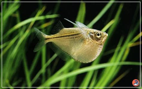 Image result for Discus Fish Compatibility