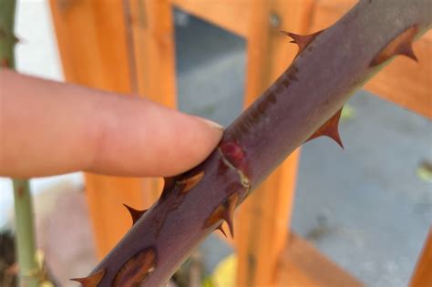 Image result for Pruning Shrub Roses in Spring