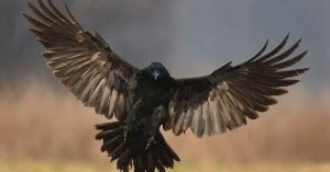 Image result for Ravens Behavior