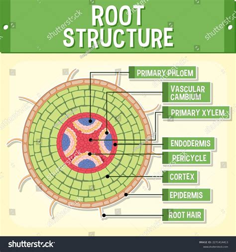 Image result for Root Structure and Function