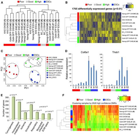 Image result for Nuclear Reprogramming