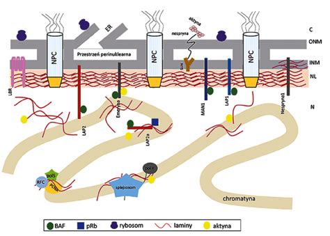 Structure of the nuclear envelope (nuclear envelope) and some ...