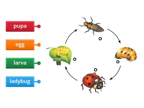 life cycle of ladybug - Labelled diagram