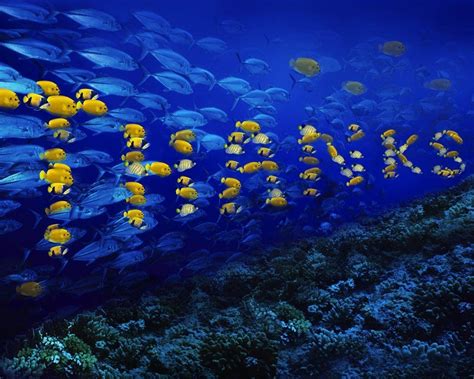 Image result for Fish Computer Backgrounds