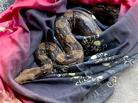 Image result for Netzpython Klettert