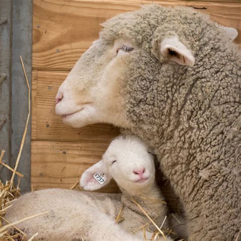 Image result for Colleges with Animal Science Programs