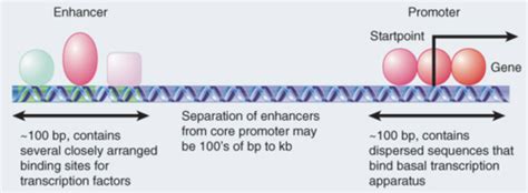 Image result for Distal Control Elements