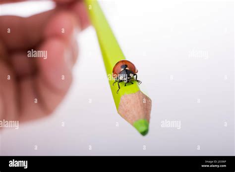 Image result for Ladybug Pencil Color