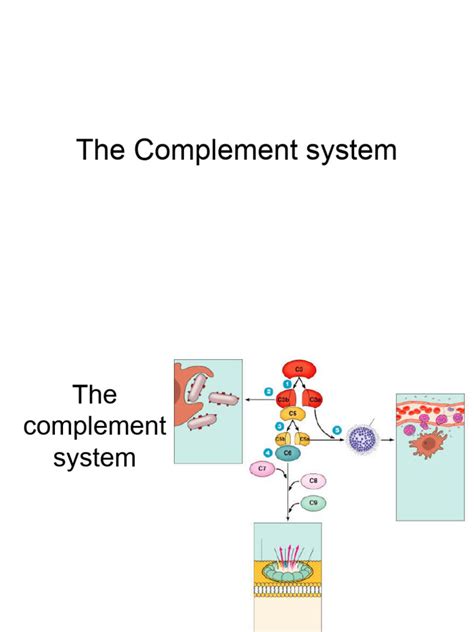 Image result for Complement System Electron Microscope