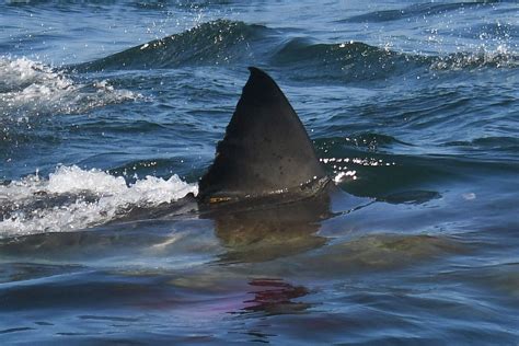 Image result for Alien Shark Attack