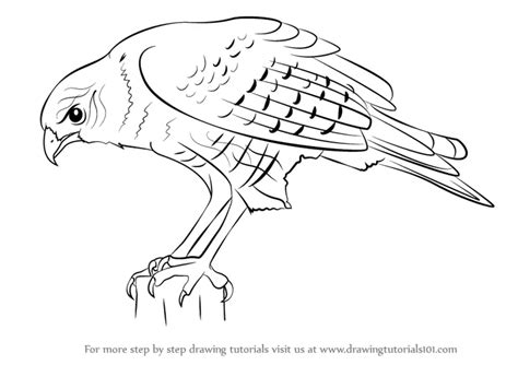 Image result for Native Hawk Drawing