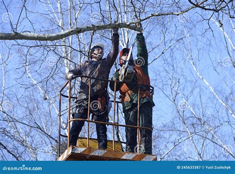 Image result for Tree Lift