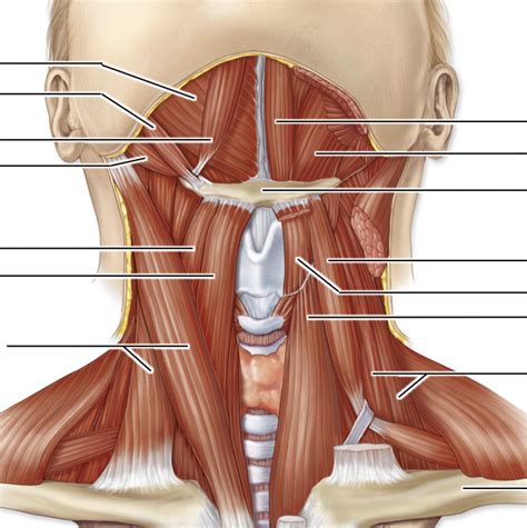 Image result for How to Build Neck Muscles Chart