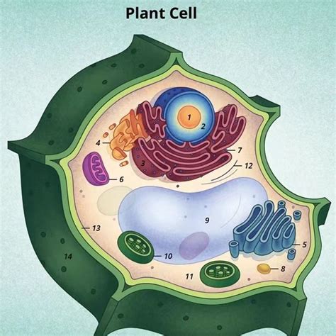 Biology: Plant Cell Structure Diagram | Quizlet