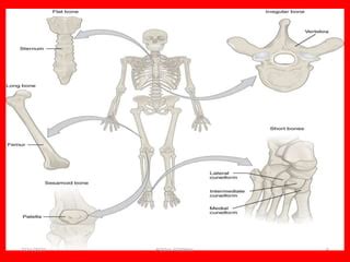 Image result for 2 Types of Bone Formation