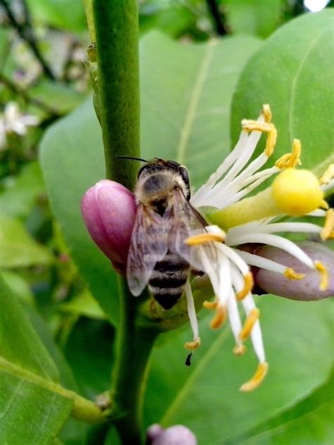 Image result for Pollinating Beans