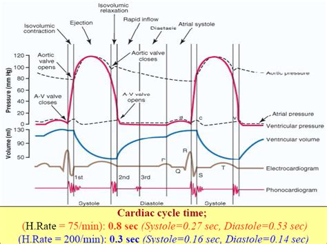 Image result for Cardiac Cycle Graph