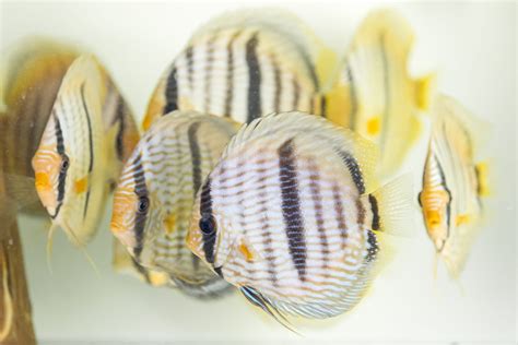 Image result for Natural Discus