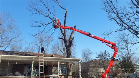 Image result for Tree Lift