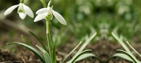 Image result for Snowdrop Varieties