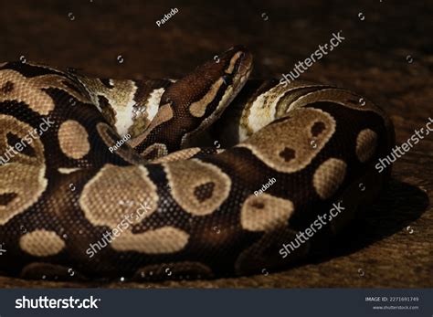 Image result for Python Regius Rat