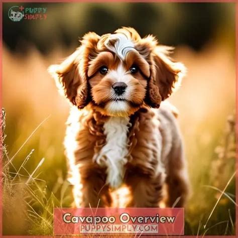 Image result for Cavapoo Dog