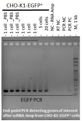 Image result for Single Cell Genomics