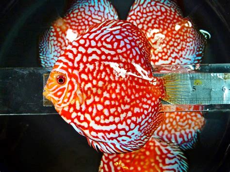 Image result for Red Coral Discus