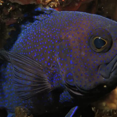 Image result for How to Use Blue Devil