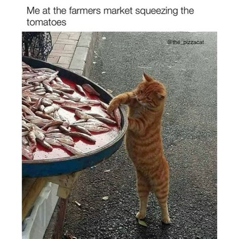 Image result for Random Cat Memes Clean